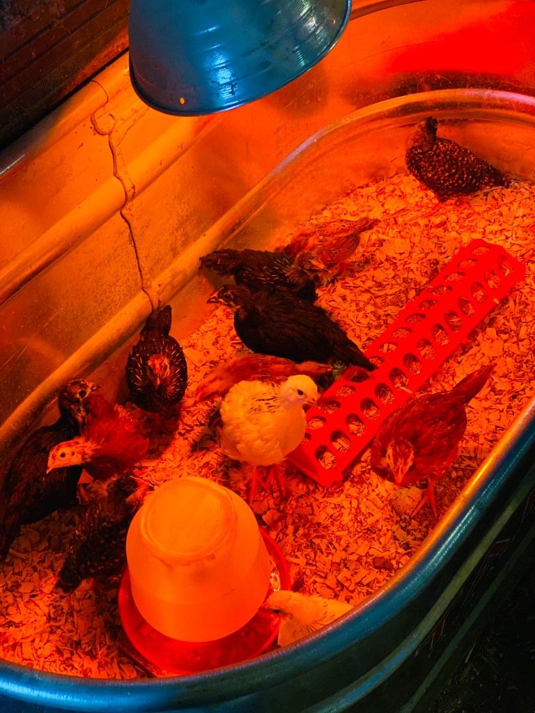 Backyard Chickens Made Easy for Beginners - Urban Homestead Life
